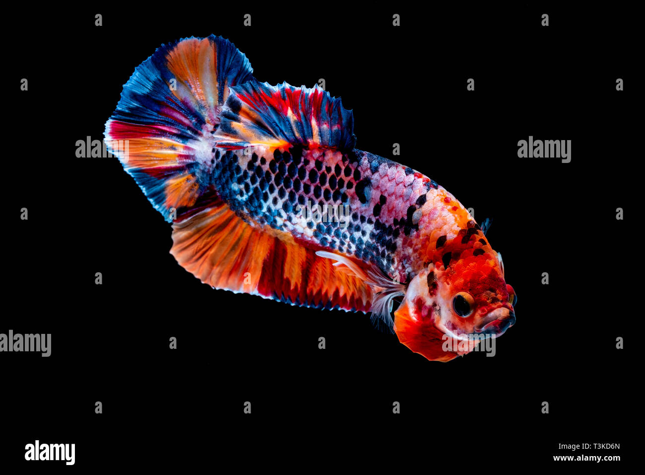 Beta fighting fish hi-res stock photography and images - Alamy
