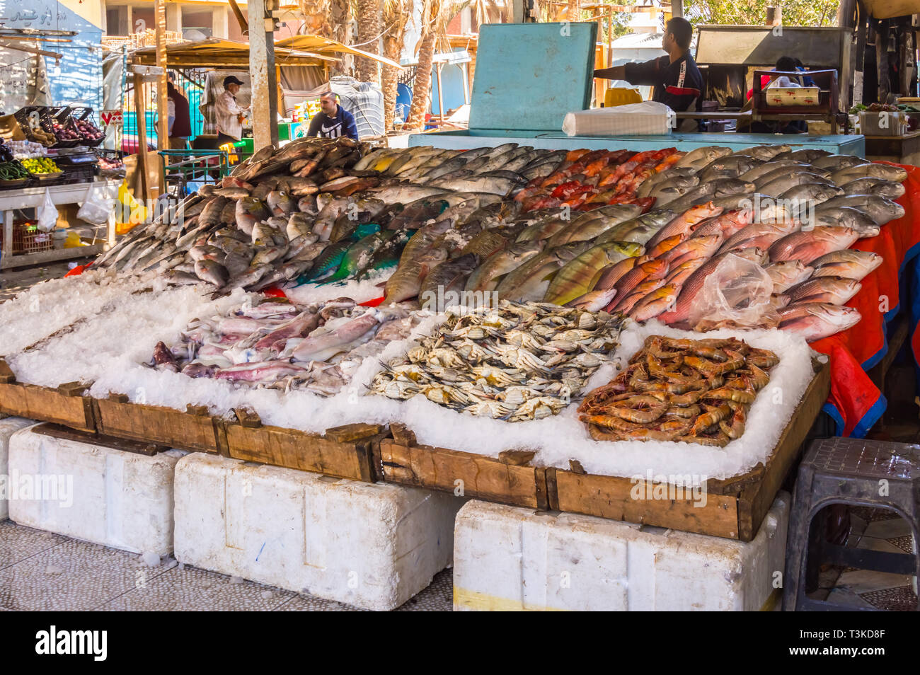 Display of different fishes fishing in the Red Sea on the walk of the ...