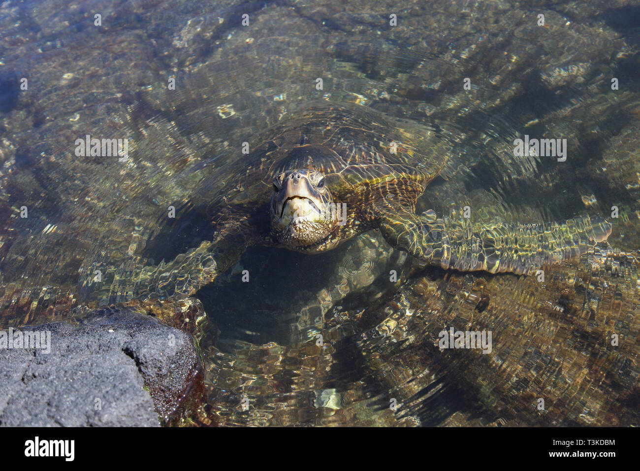 Sea turtle at Punaluu Black Sand Beach, Kau, Hawaii Island Stock Photo ...