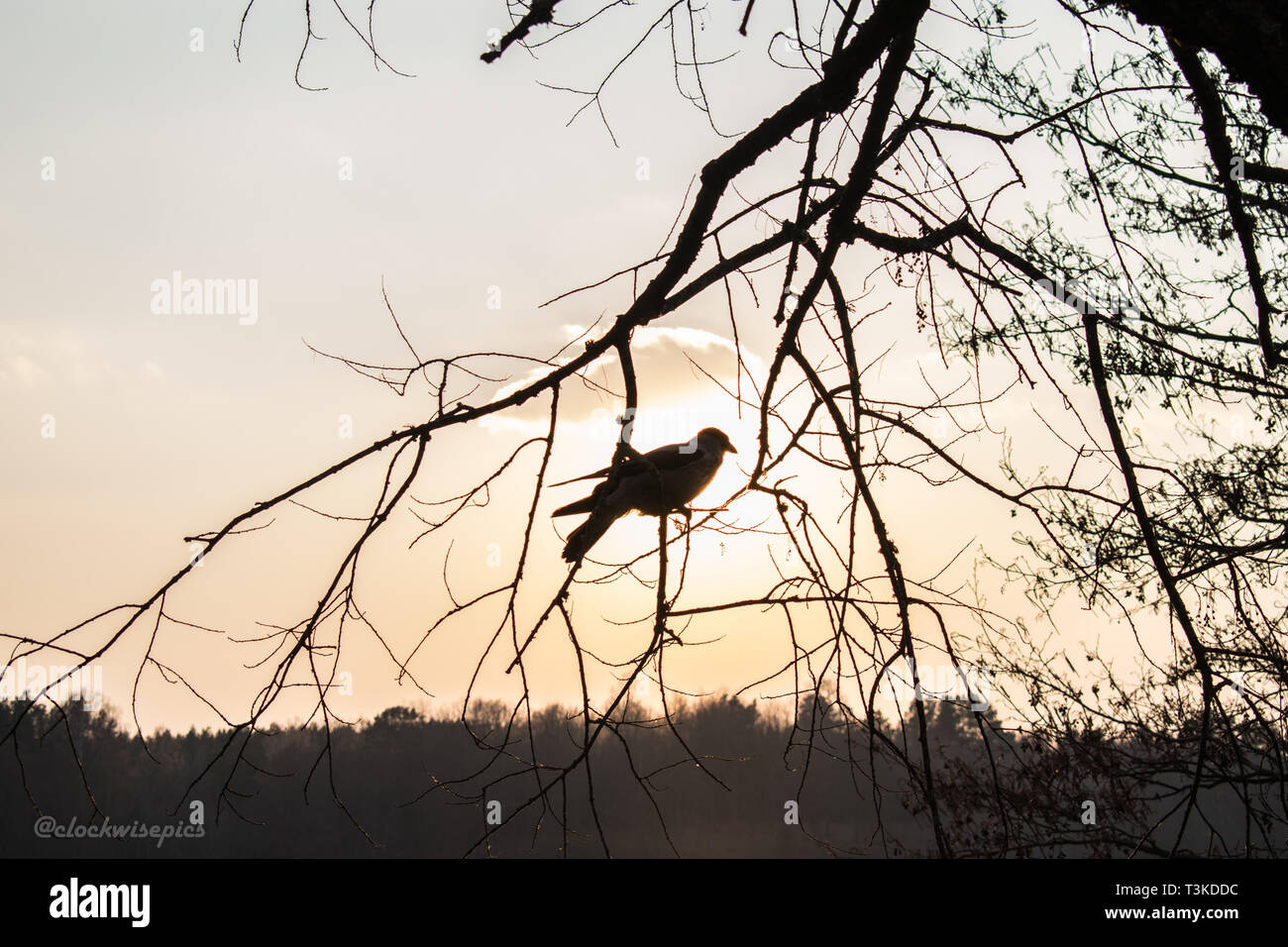Raven at sunset hi-res stock photography and images - Alamy