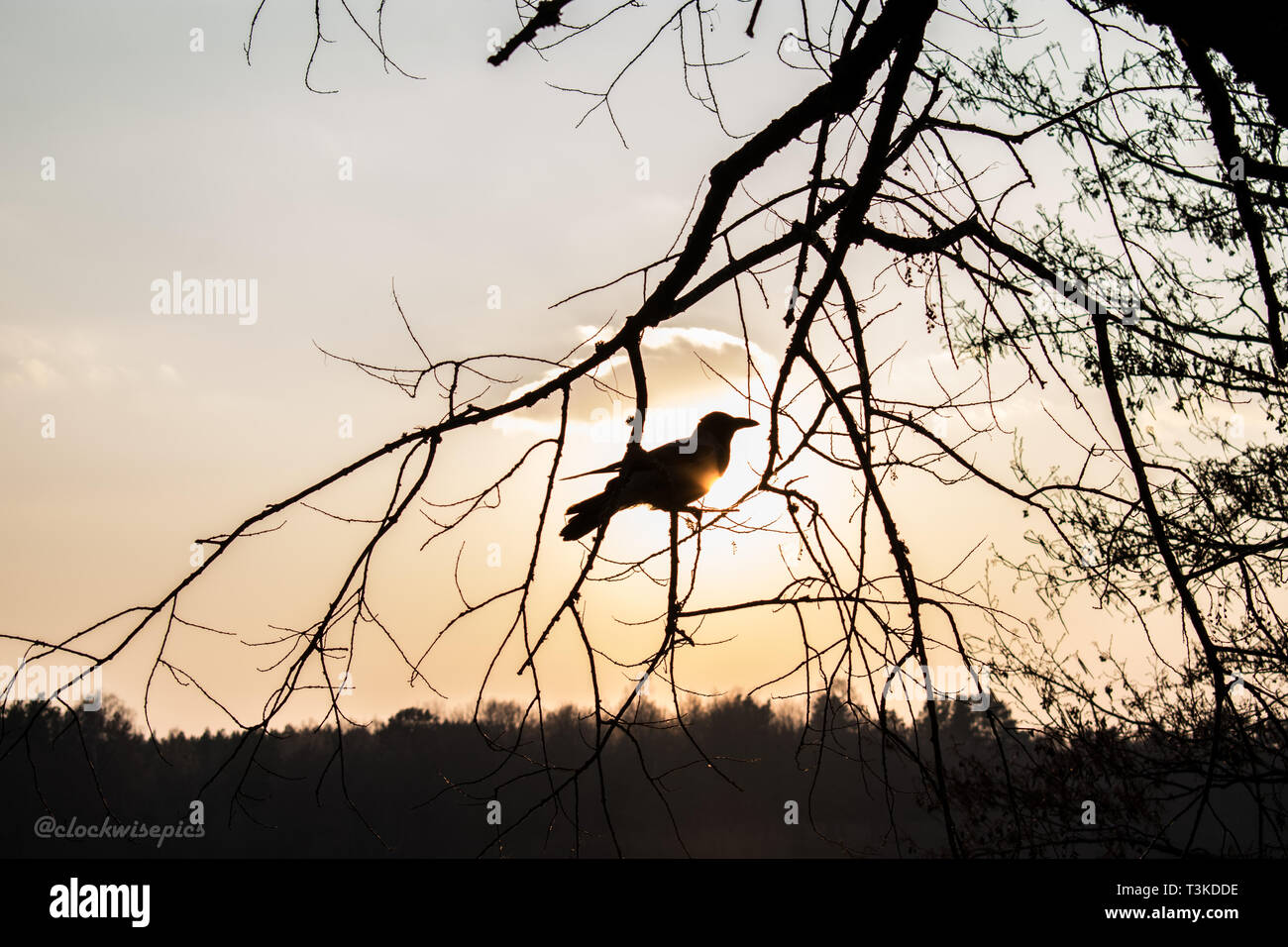 Raven at sunset hi-res stock photography and images - Alamy