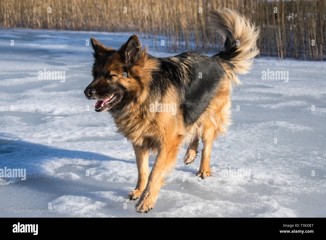 German shepherd absorbing winter's sunshine Stock Photo - Alamy