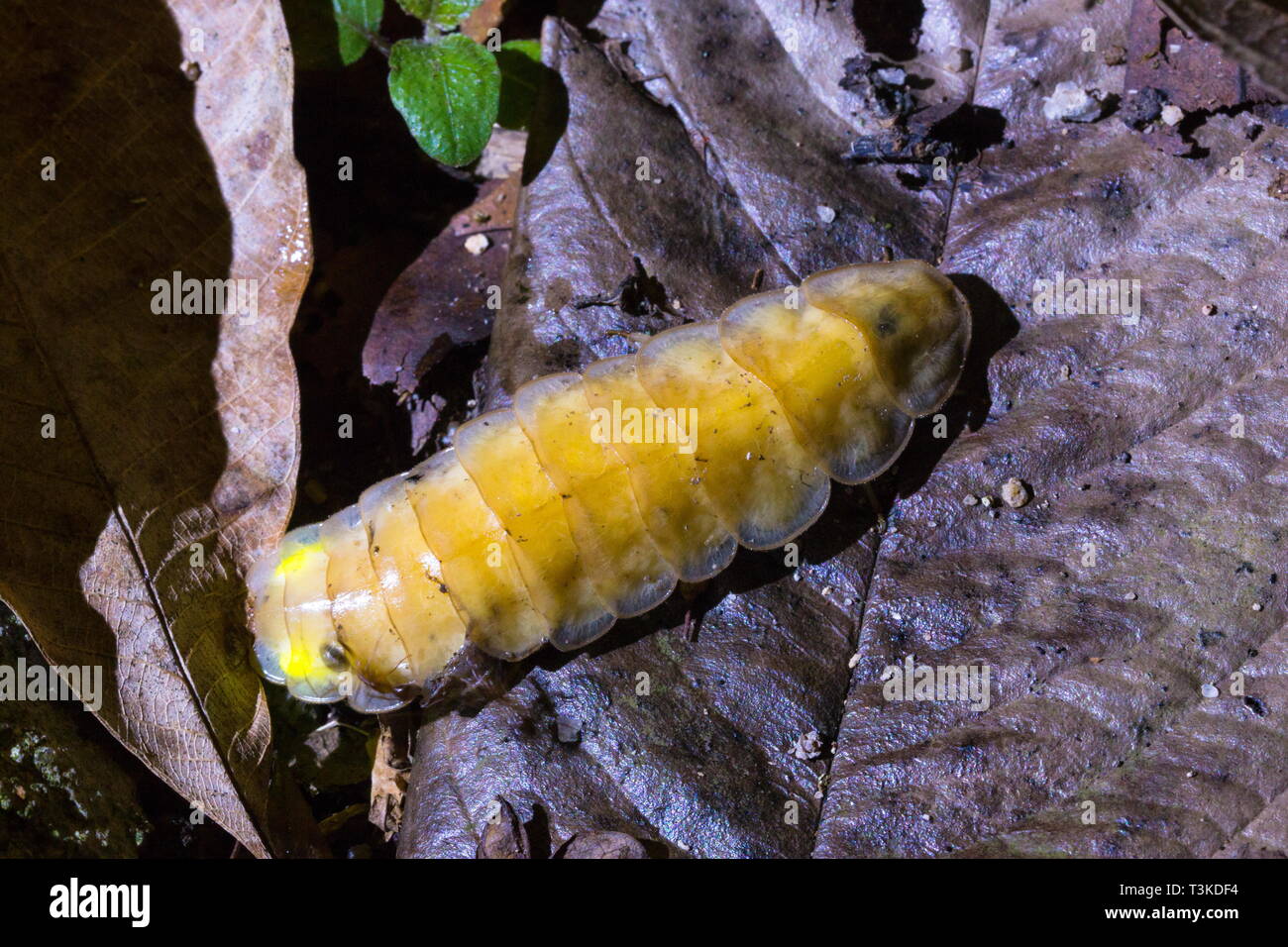 Firefly Pupa