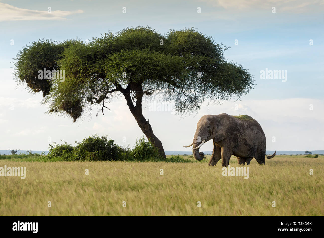 Bull eating grass hi-res stock photography and images - Alamy
