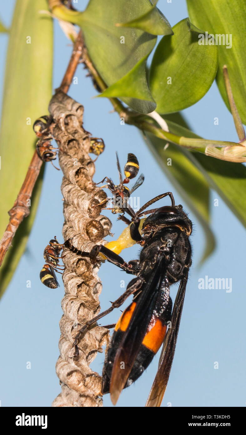 A paper wasp bravely trying to stop a banded hornet from devouring more ...