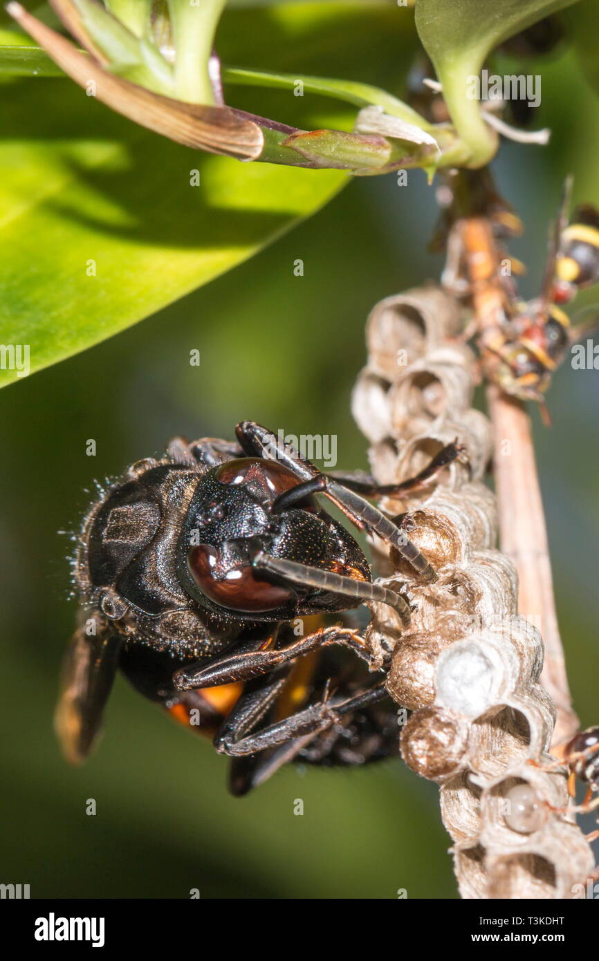Wasp attacking bee hi-res stock photography and images - Alamy