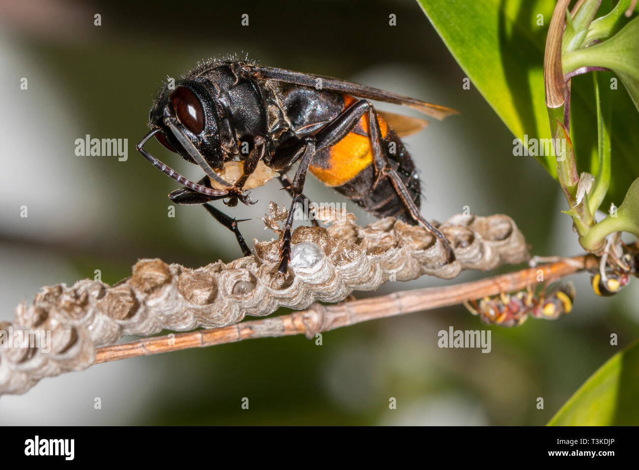 Wasp attacking bee hi-res stock photography and images - Alamy