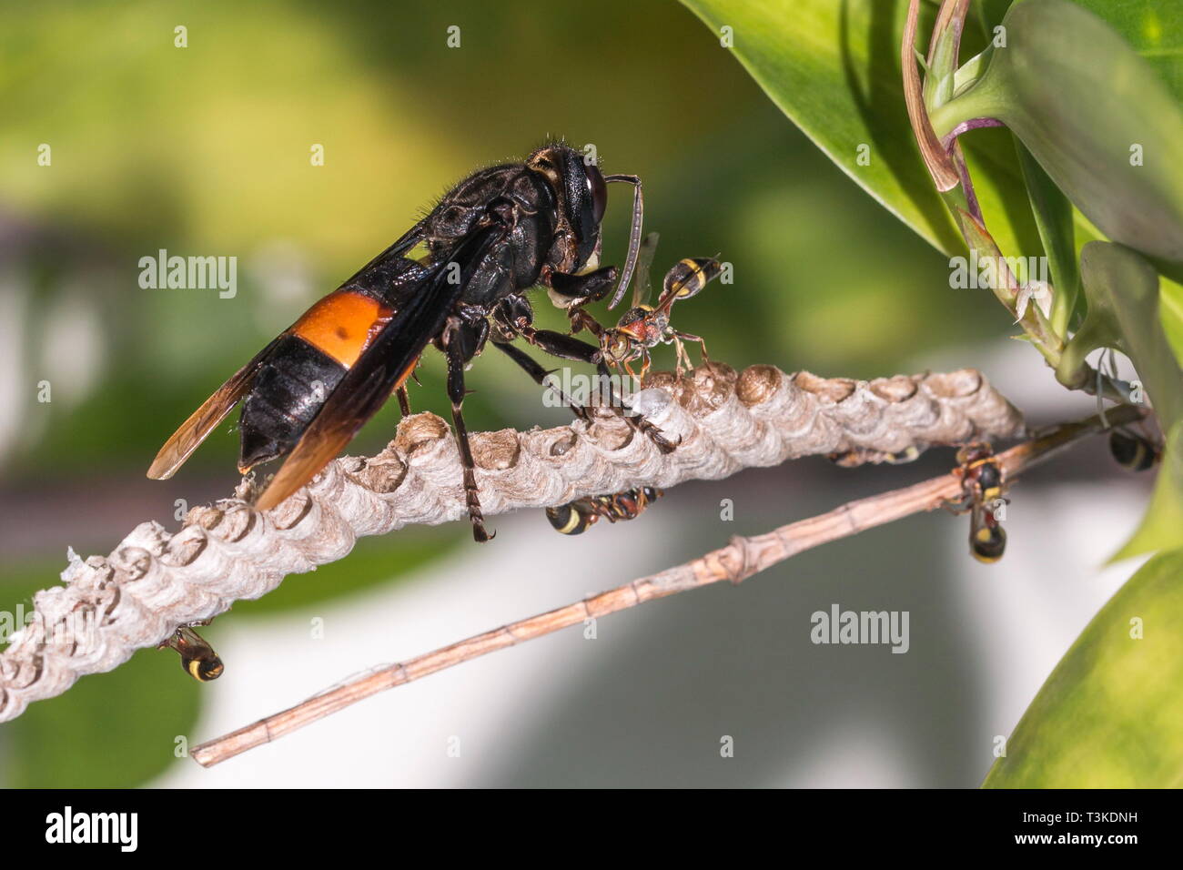 Greater banded hornet vespa tropica hi-res stock photography and images ...