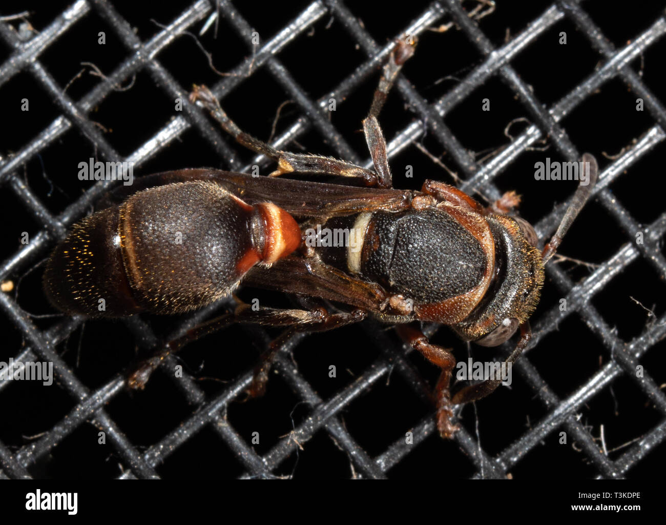 Macro Photography of Wasp on Mosquito Wire Screen Stock Photo - Alamy
