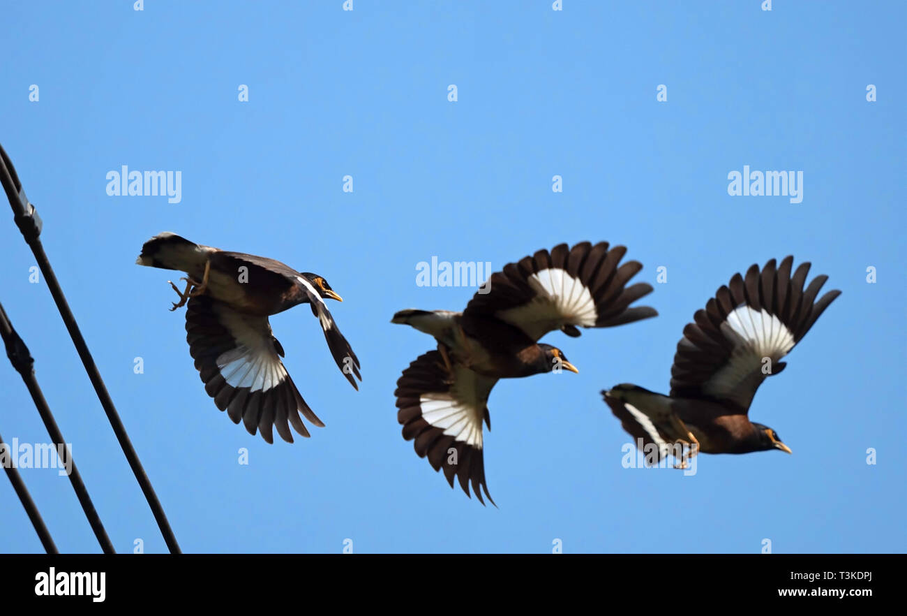 Three myna birds hi-res stock photography and images - Alamy