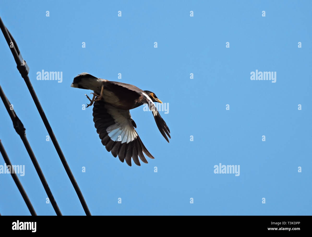Myna in flight hi-res stock photography and images - Alamy