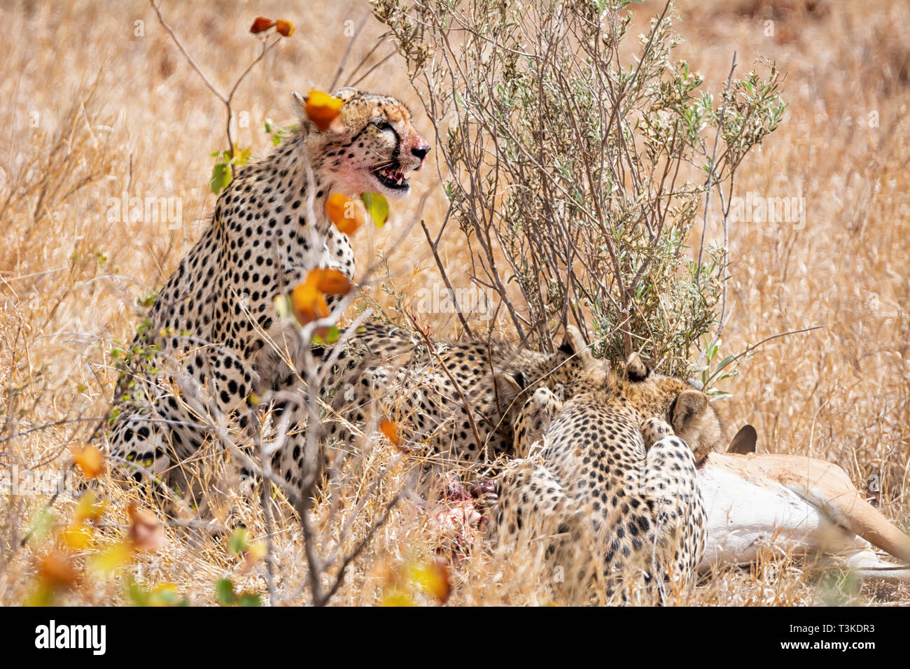Cheetahs with their Impala kill in Southern African savanna Stock Photo ...