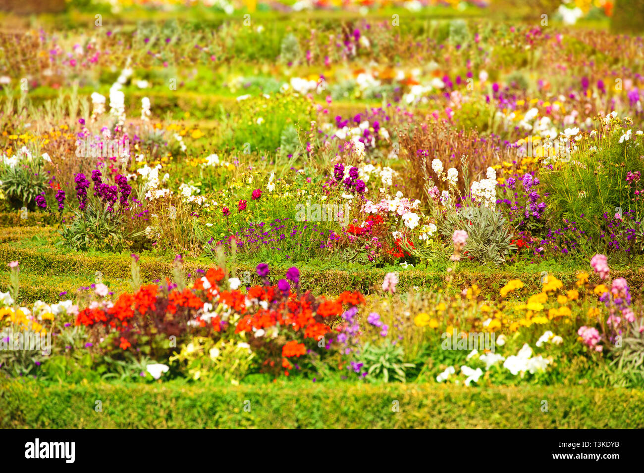 Beautiful flower beds with blossoming flowers at the Versailles gardens ...