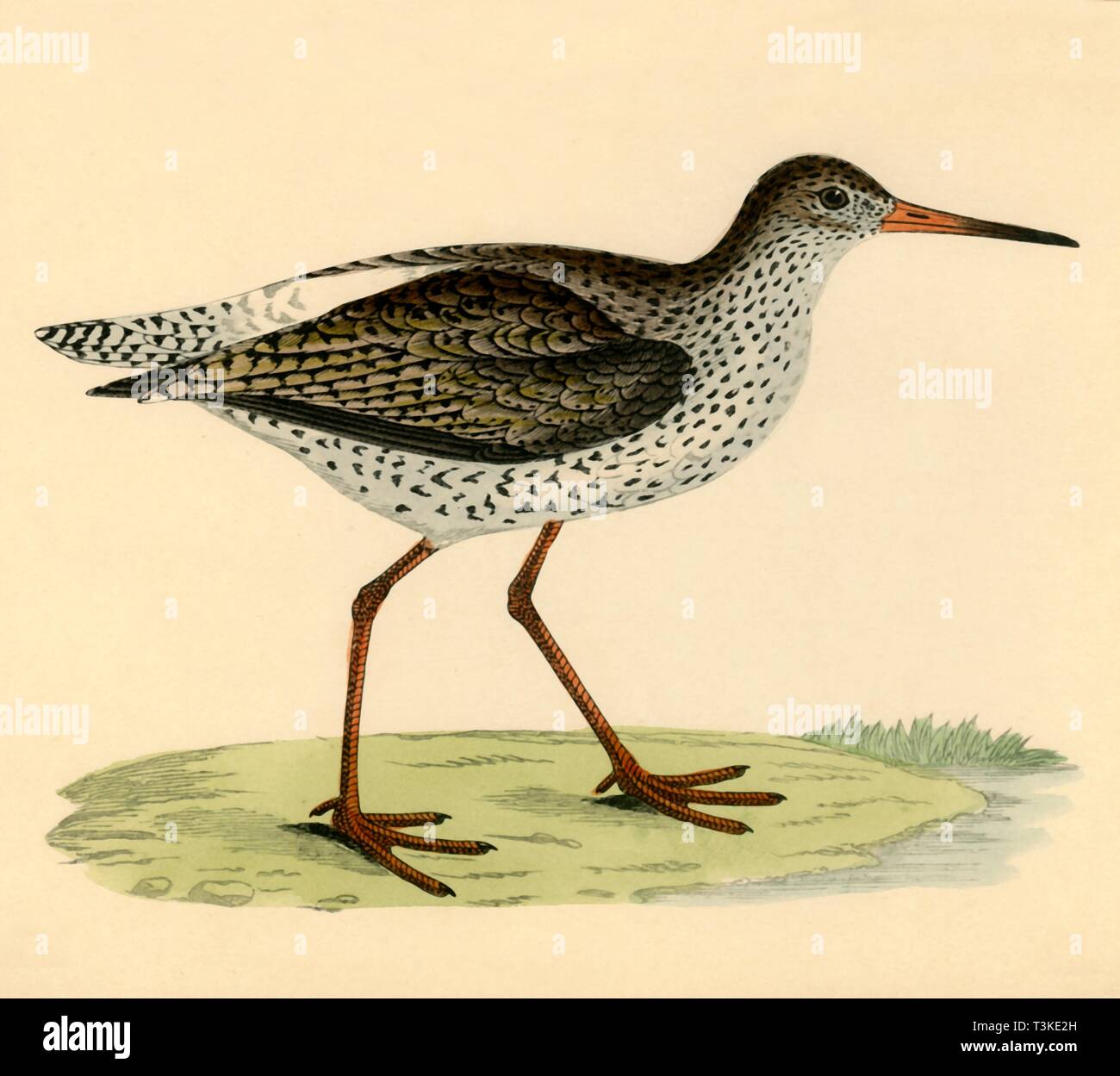 'Redshank', late 19th century. Creator: Unknown Stock Photo - Alamy