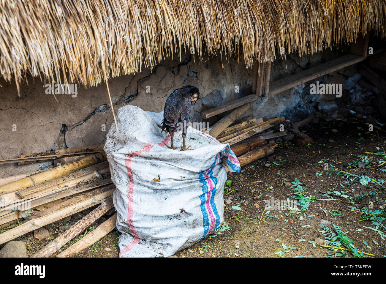 The Sasak Village Ende in Lombok, Indonesia, Asia Stock Photo - Alamy