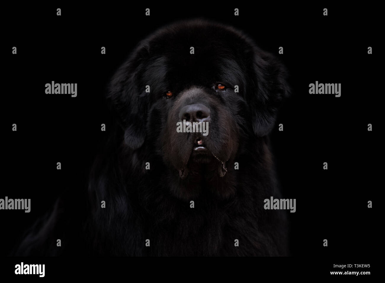 Newfoundland dog over black background Stock Photo - Alamy