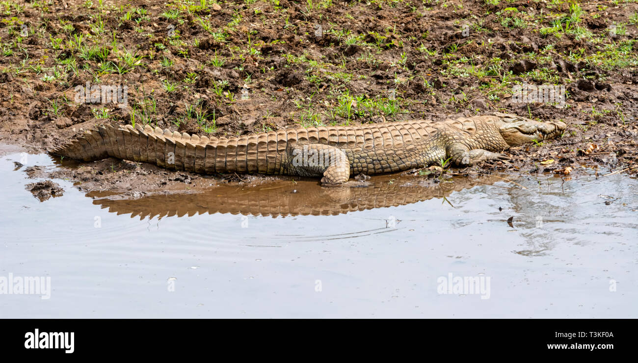 A Nile Crocodile resting on a riverbank in Southern African savanna ...