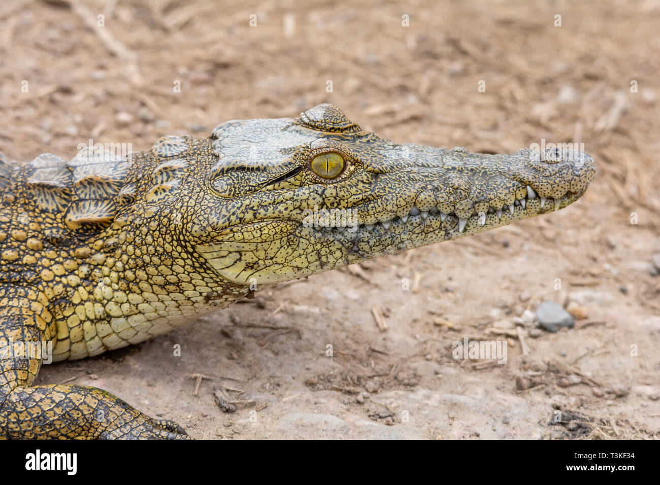 A juvenile Nile Crocodile resting on a riverbank in Southern African ...