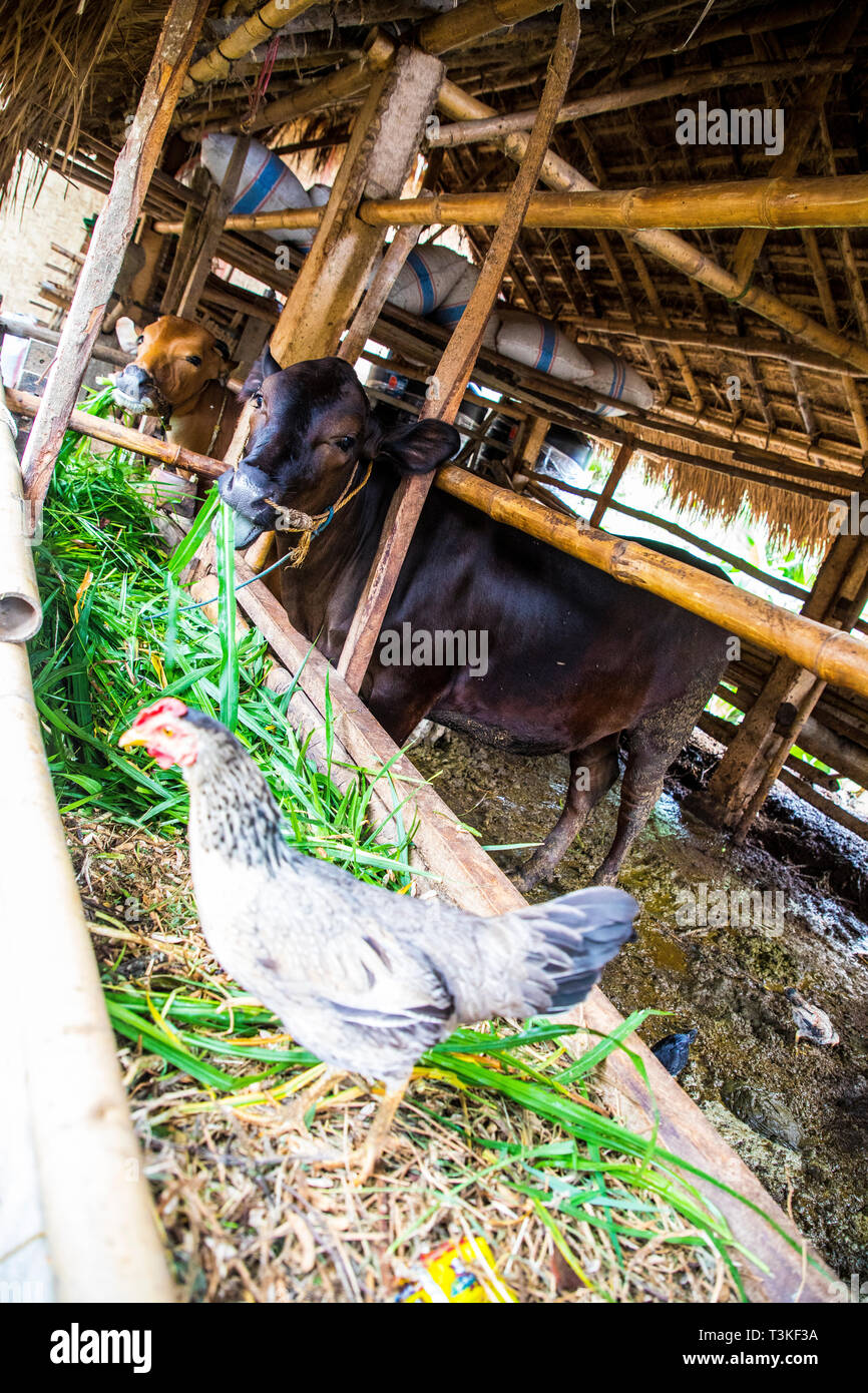 The Sasak Village Ende in Lombok, Indonesia, Asia Stock Photo - Alamy