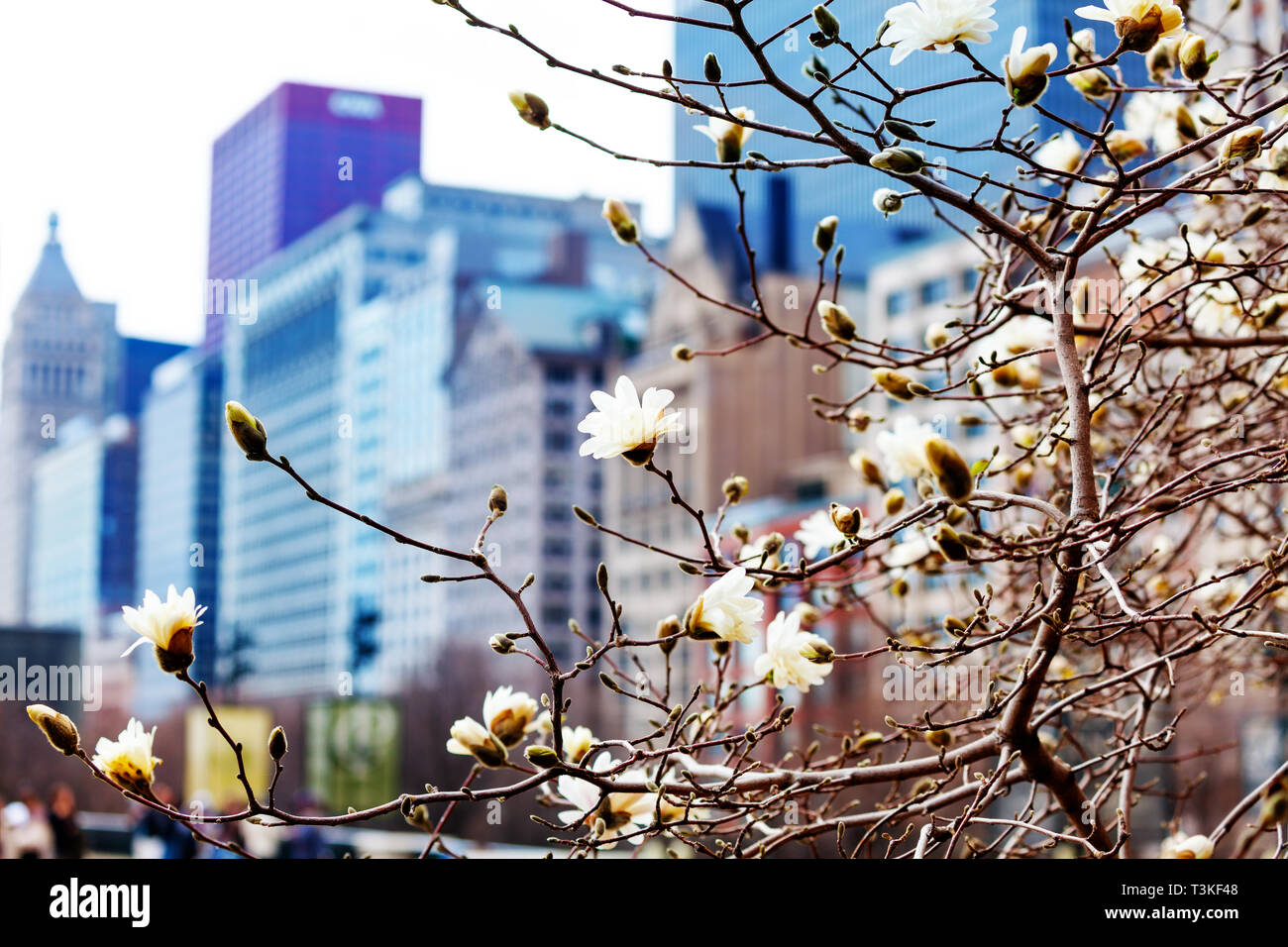 Spring flowers in Chicago downtown on background Stock Photo - Alamy