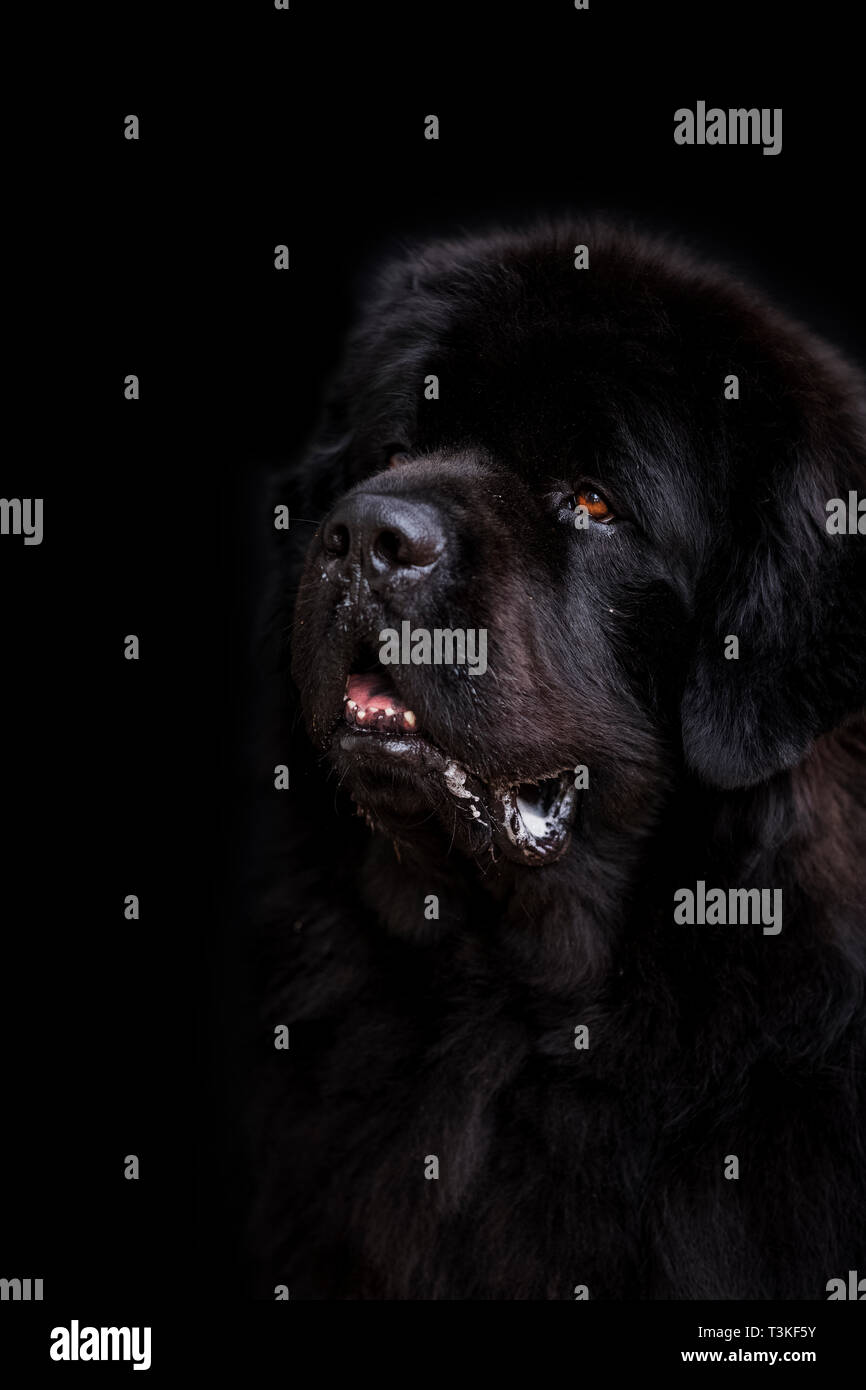Newfoundland dog over black background Stock Photo - Alamy