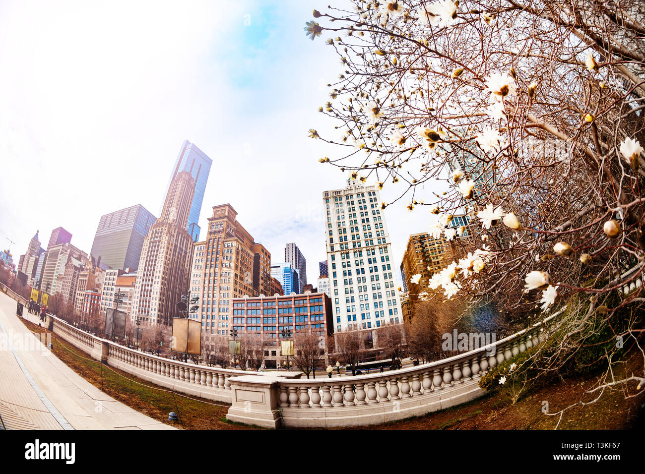 Spring coming to Chicago city, tree and buildings Stock Photo - Alamy