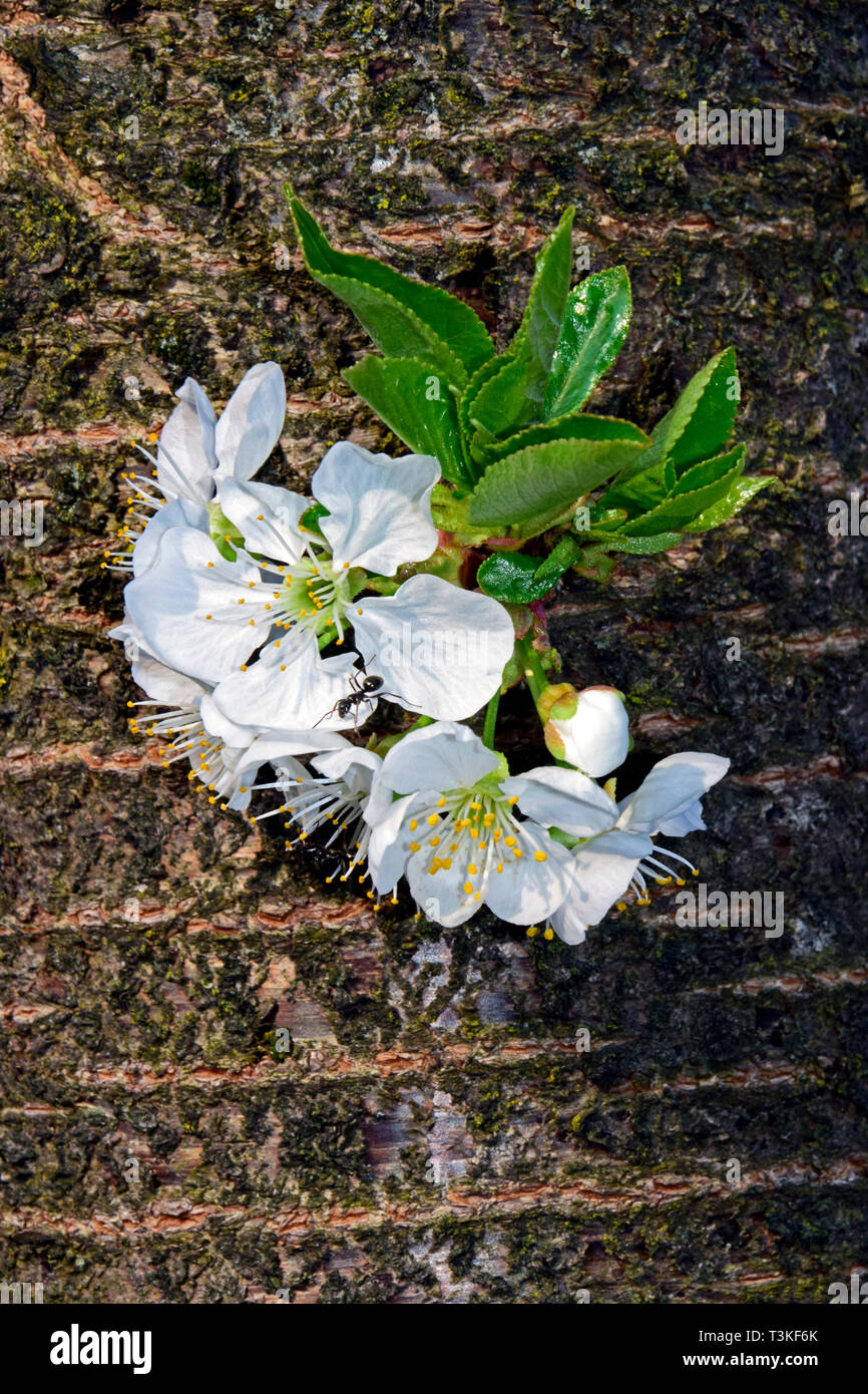Cluster of white blossoms sprouting out from the bark on a sour-cherry ...