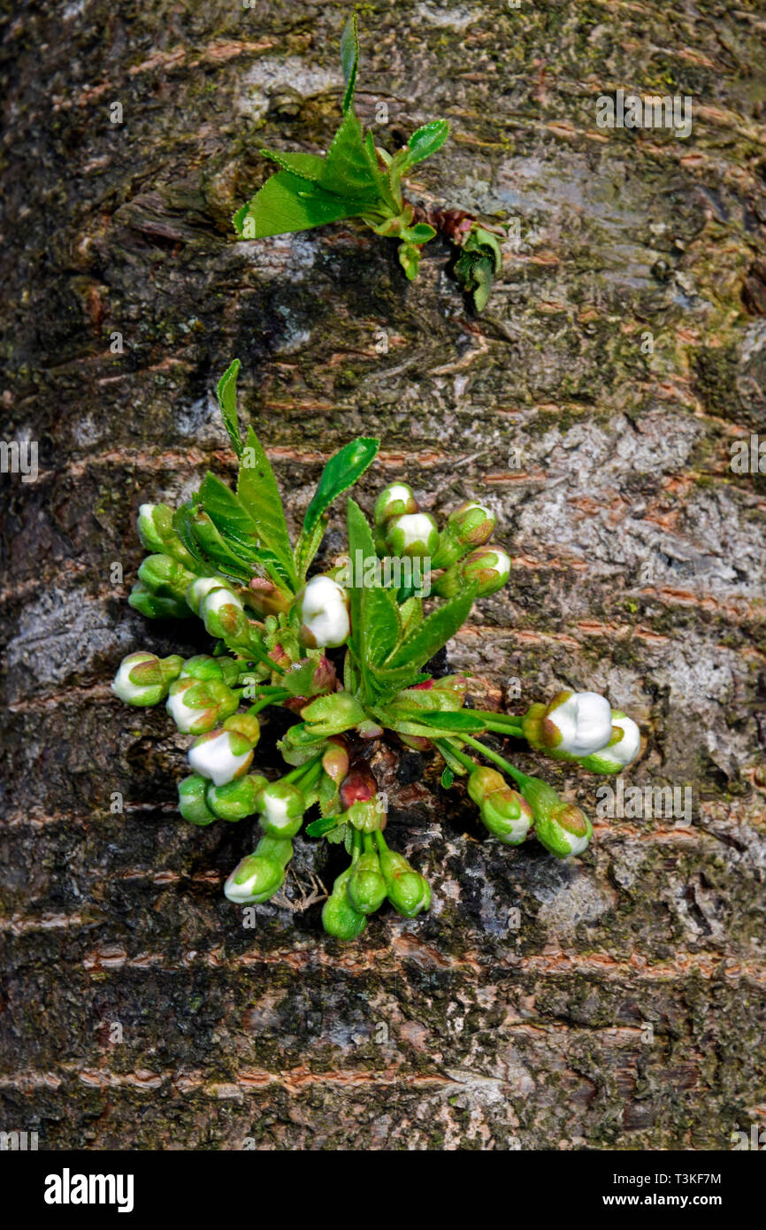 Cluster of blossom buds sprouting from the bark of a sour-cherry tree ...