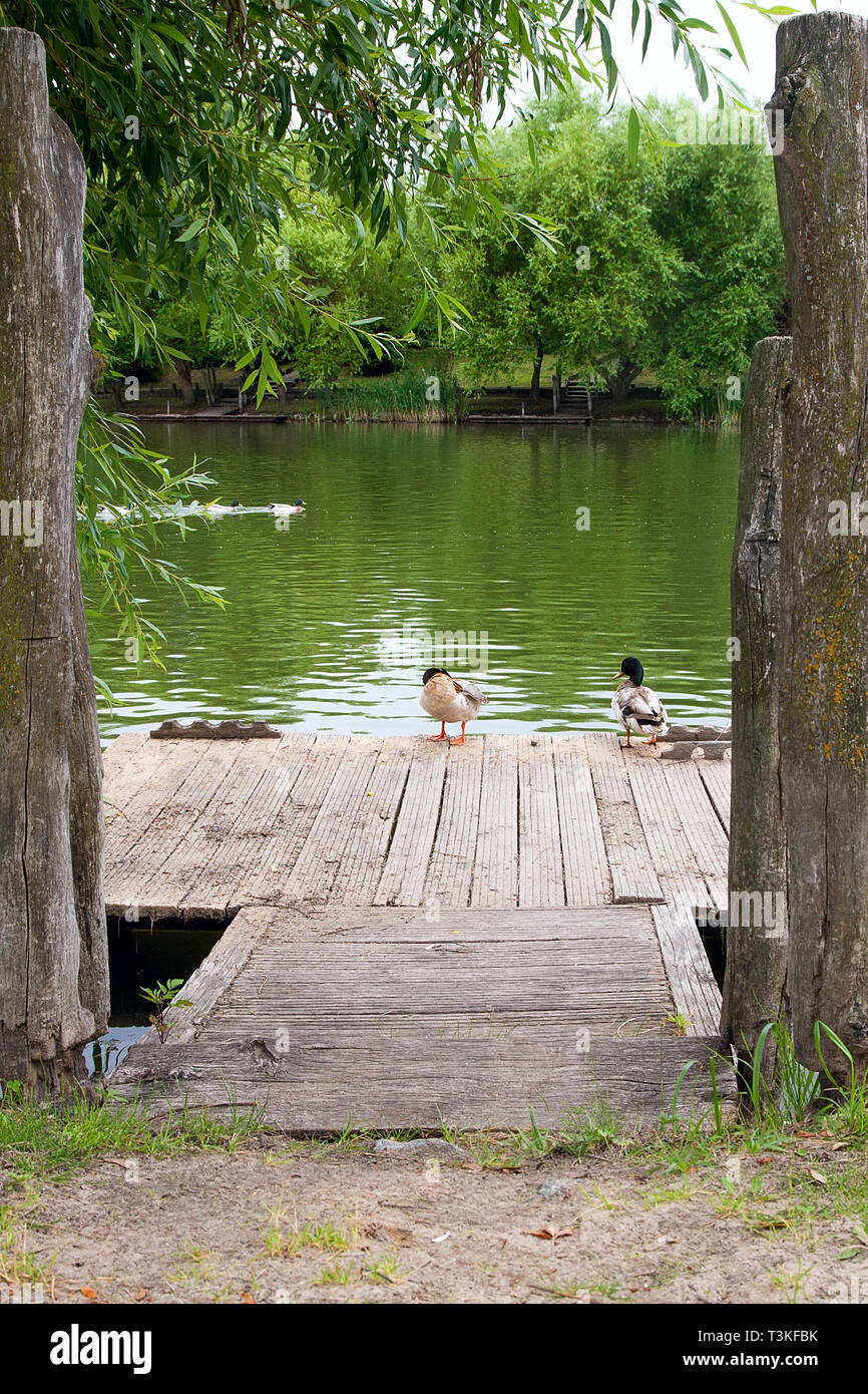 Mallard waterfowl birds floating hi-res stock photography and images ...