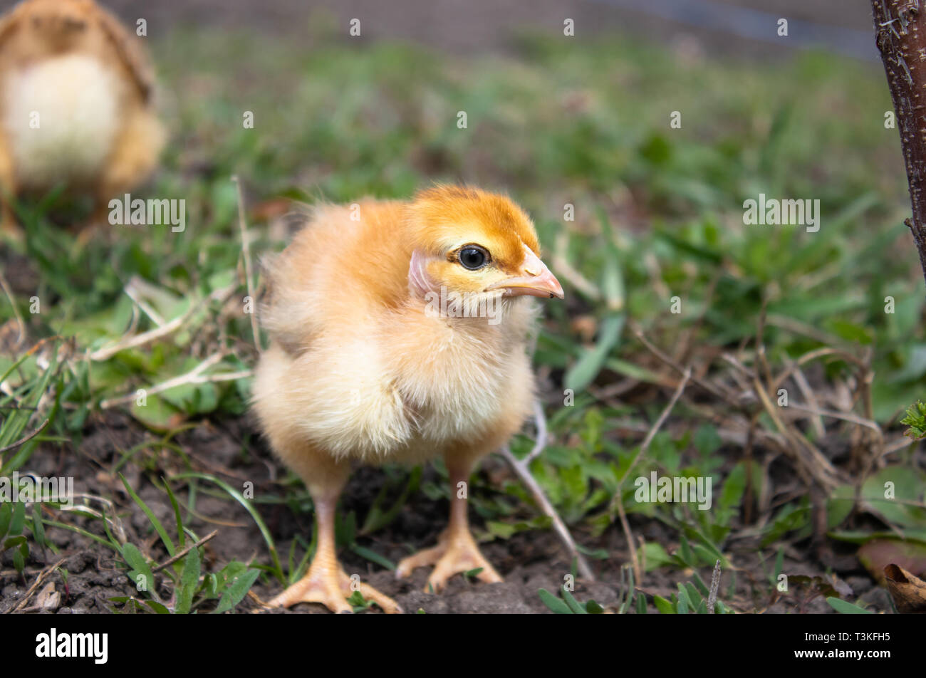 Little chicken, closeup, yellow chicken on the grass. Breeding small ...