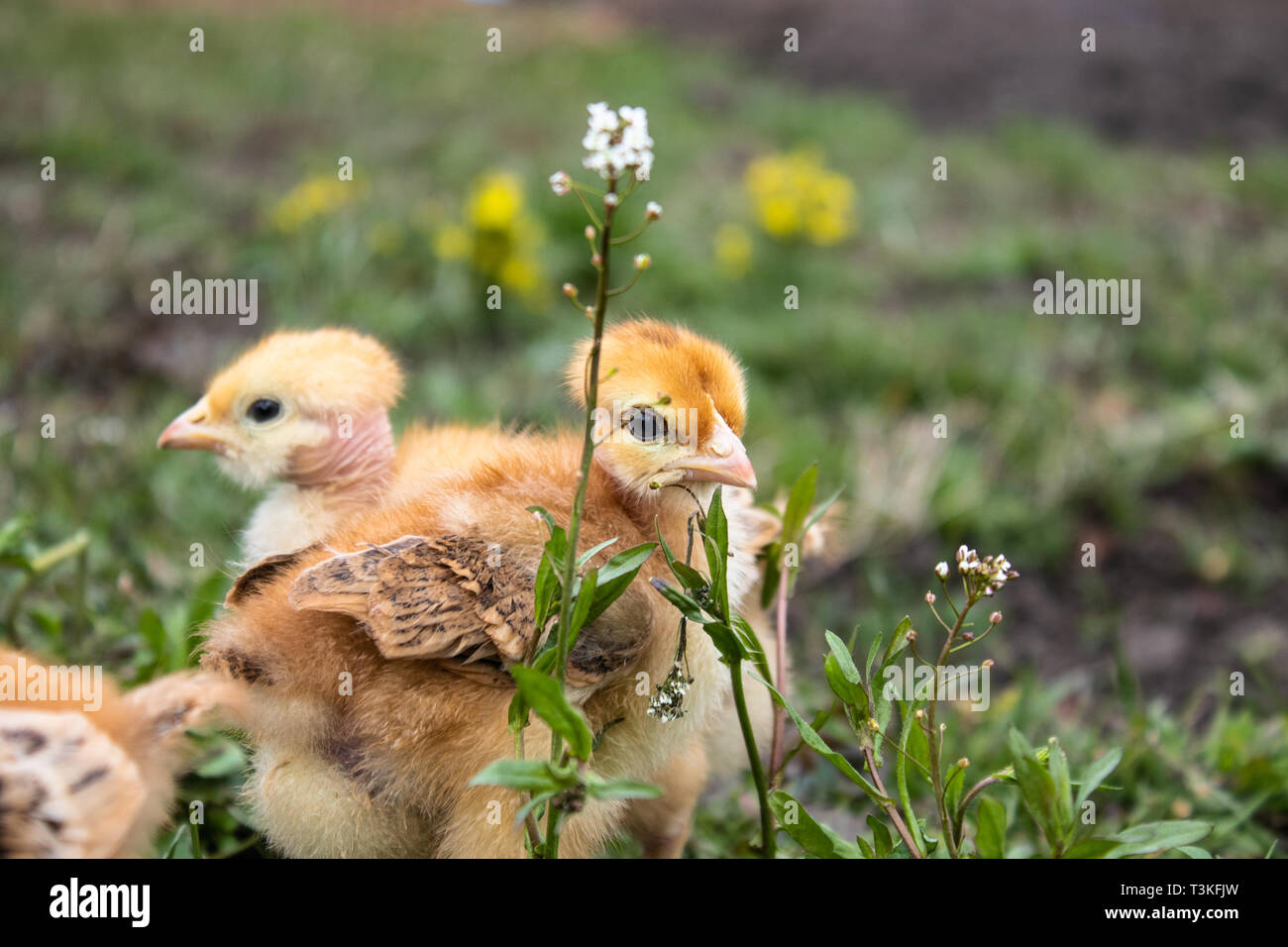 Rearing young chickens hi-res stock photography and images - Alamy