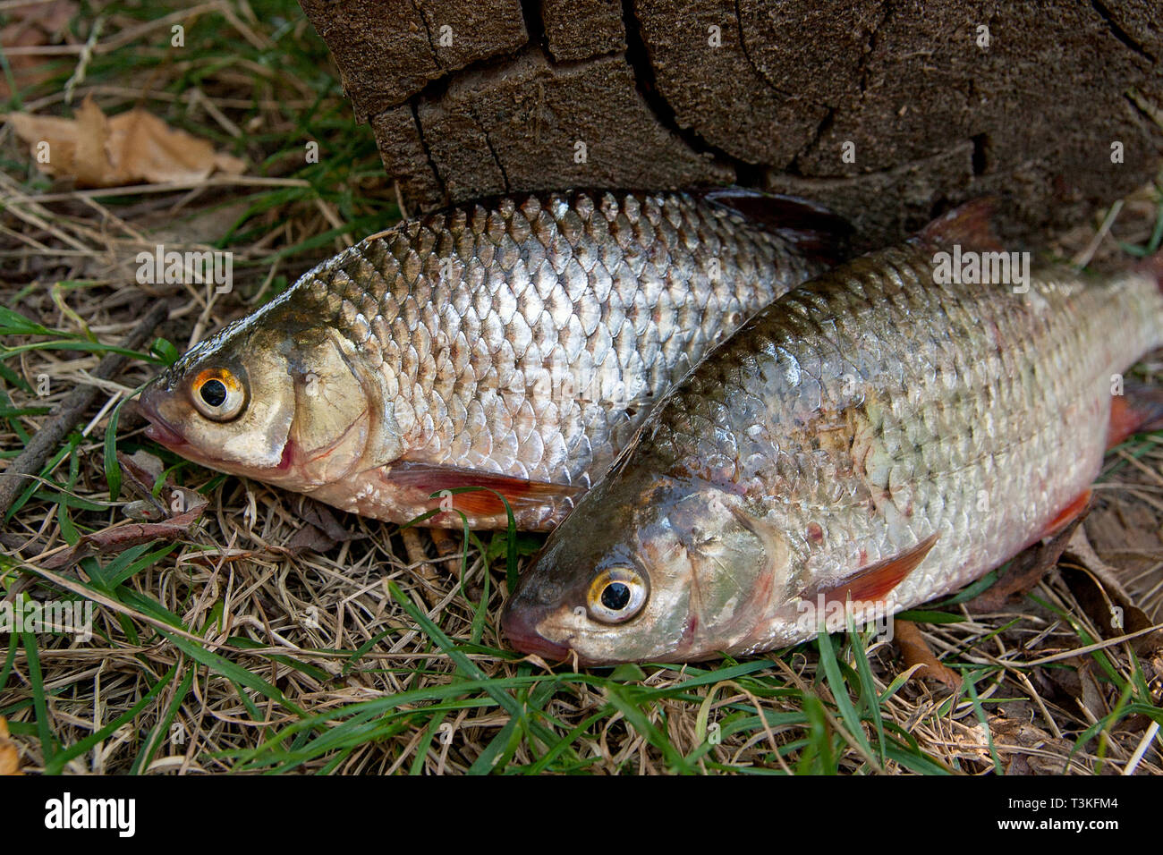 Freshwater fish just taken from the water. Several roach fish on green ...