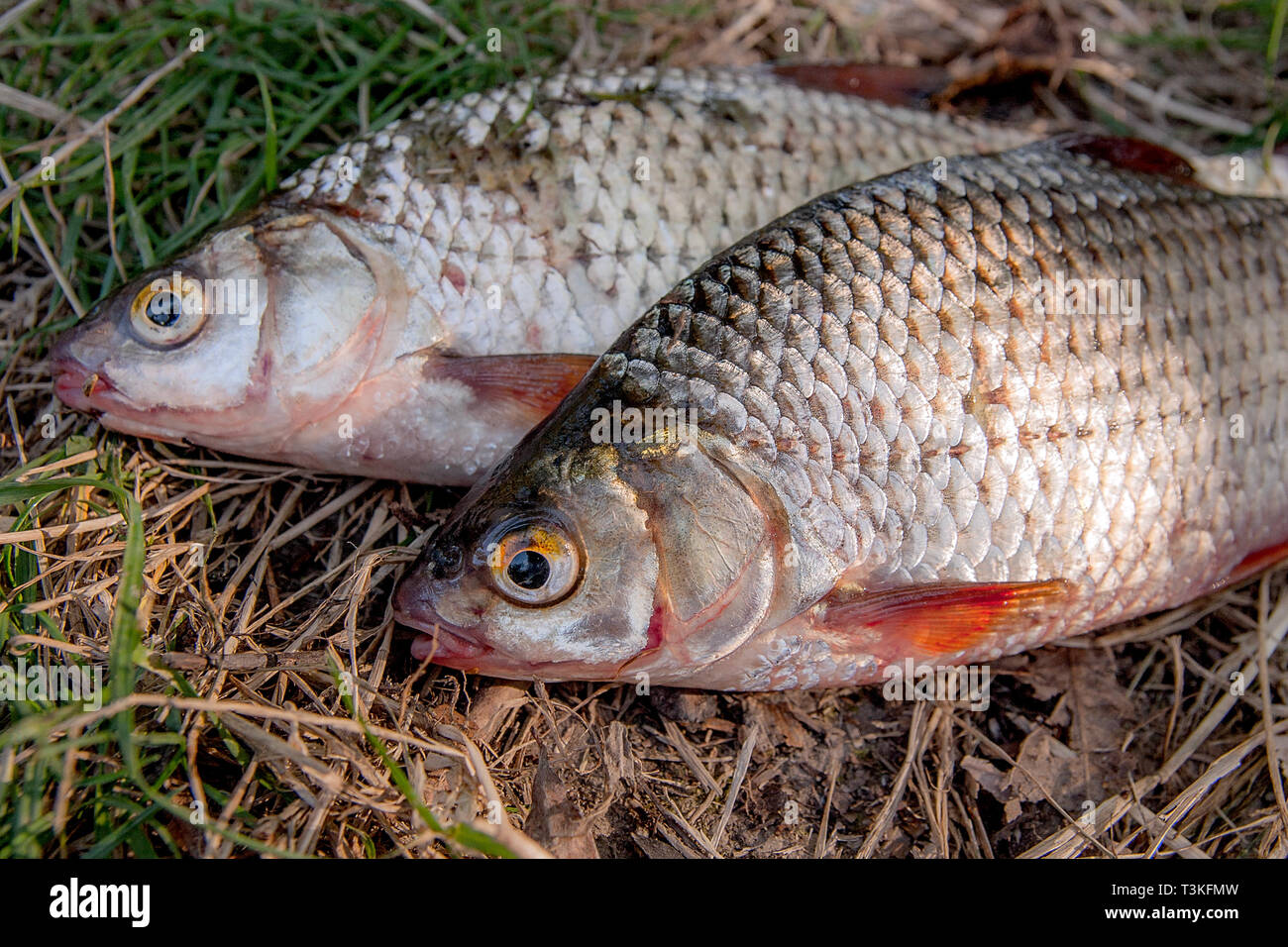 Freshwater fish just taken from the water. Several roach fish on green ...