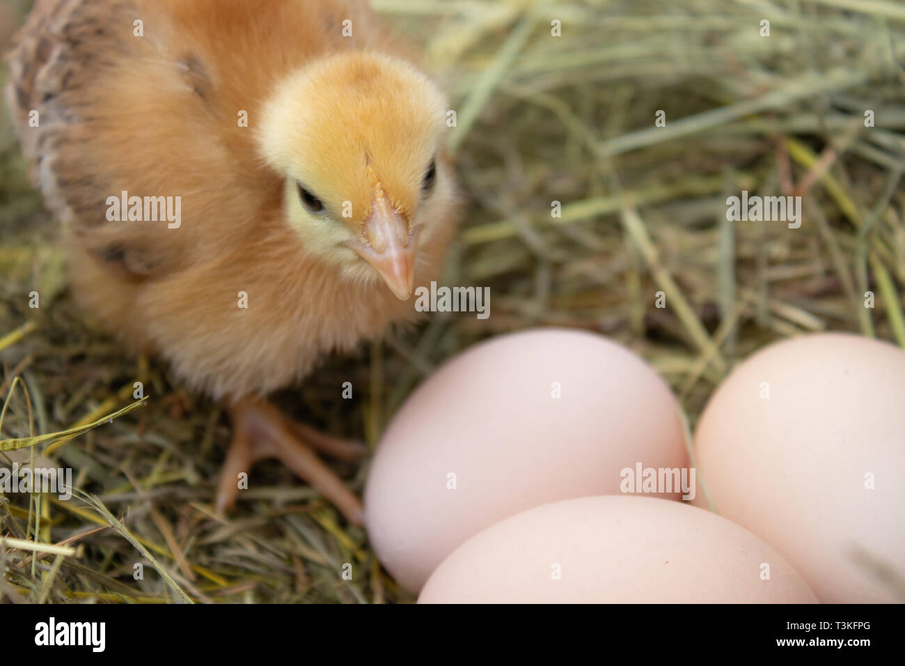 Newborn yellow chickens in hay nest along whole. Agriculture Stock ...