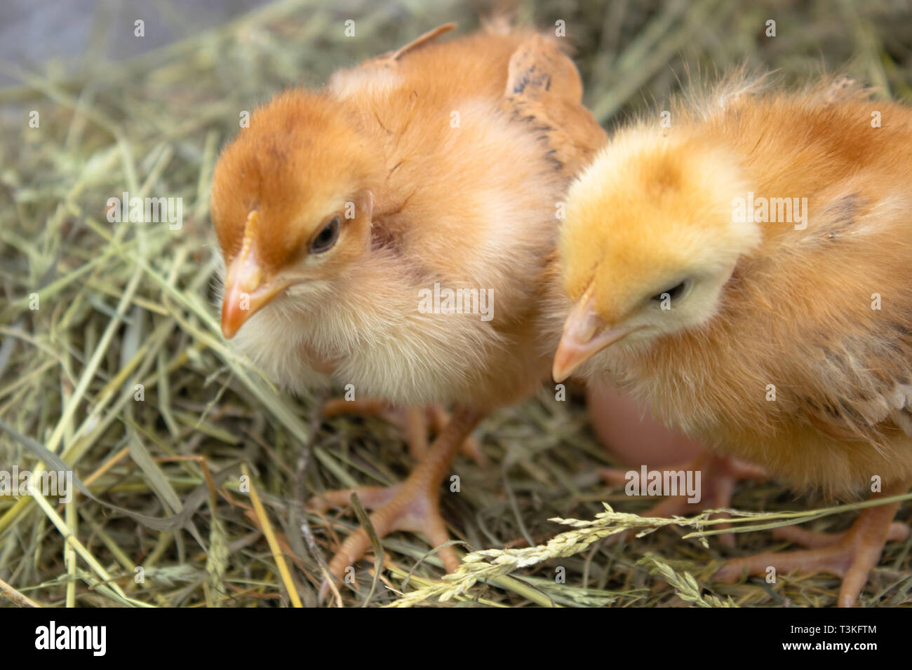 Yellow chickens in the nest. Closeup of yellow chickens in the nest ...