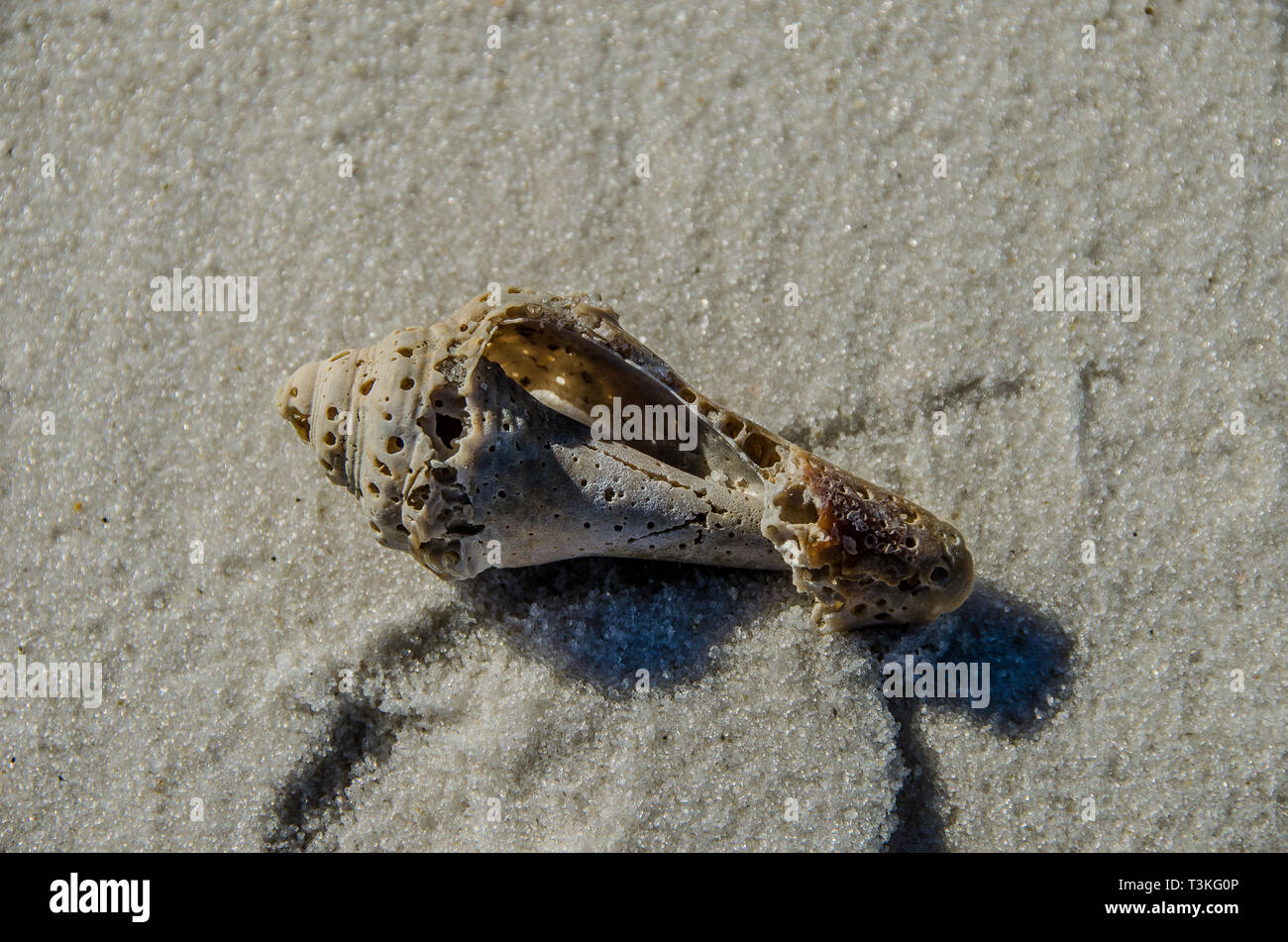 A Conch Shell lying on the beach Stock Photo - Alamy