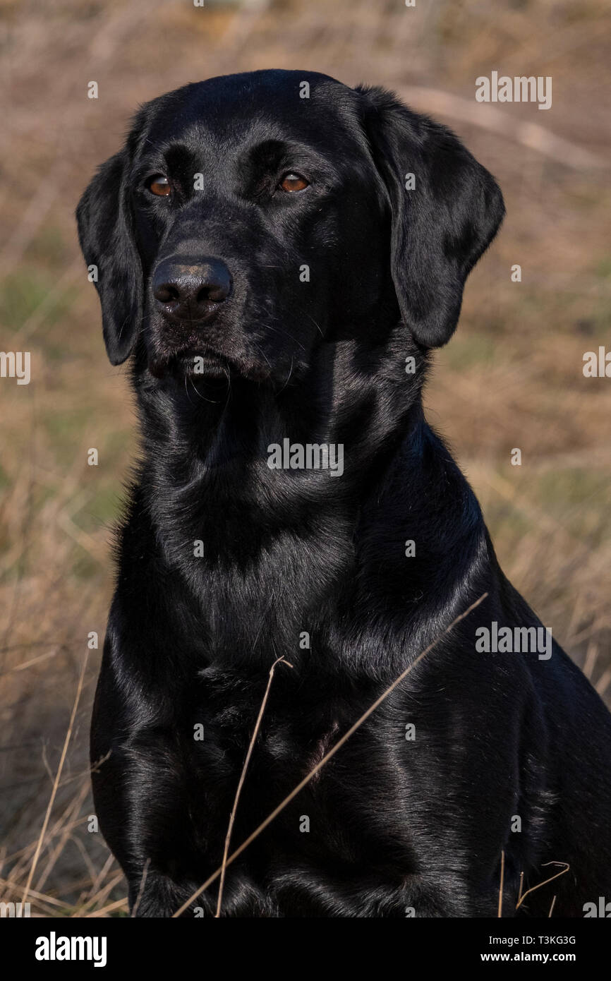 Gundog pictures hi-res stock photography and images - Alamy