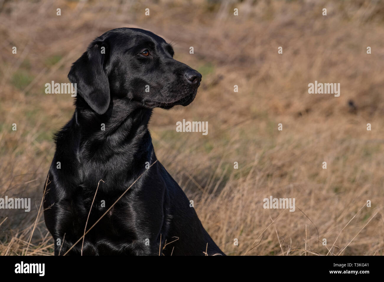Black labrador with golden retrievers hi-res stock photography and ...