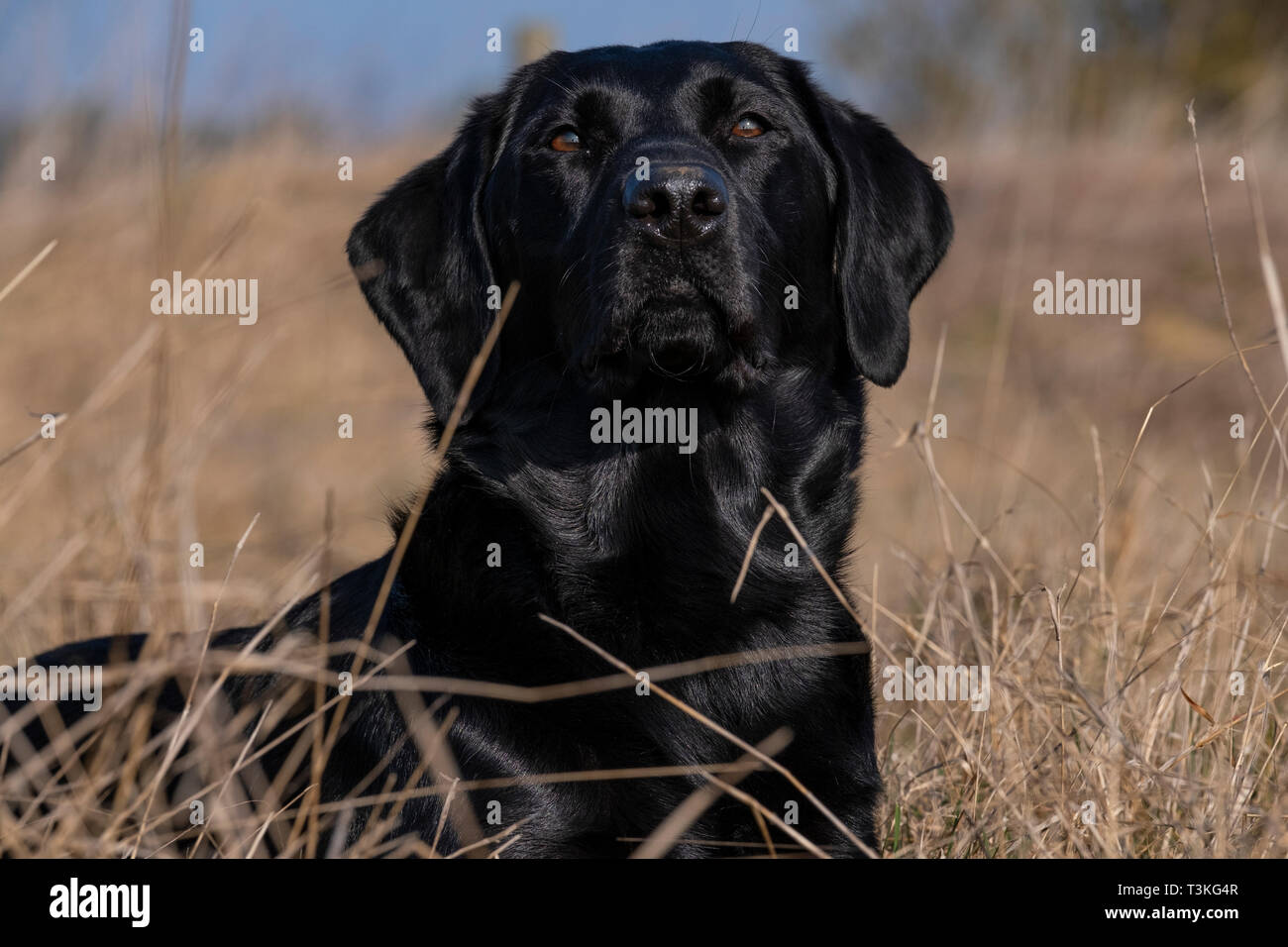 Working black labrador retriever hi-res stock photography and images ...