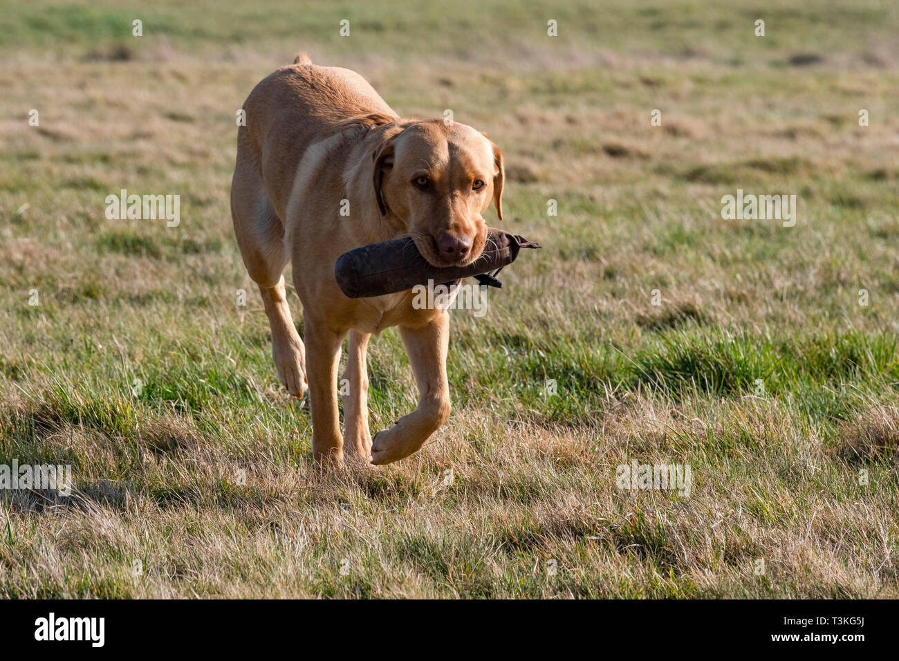 Working labrador hi-res stock photography and images - Alamy