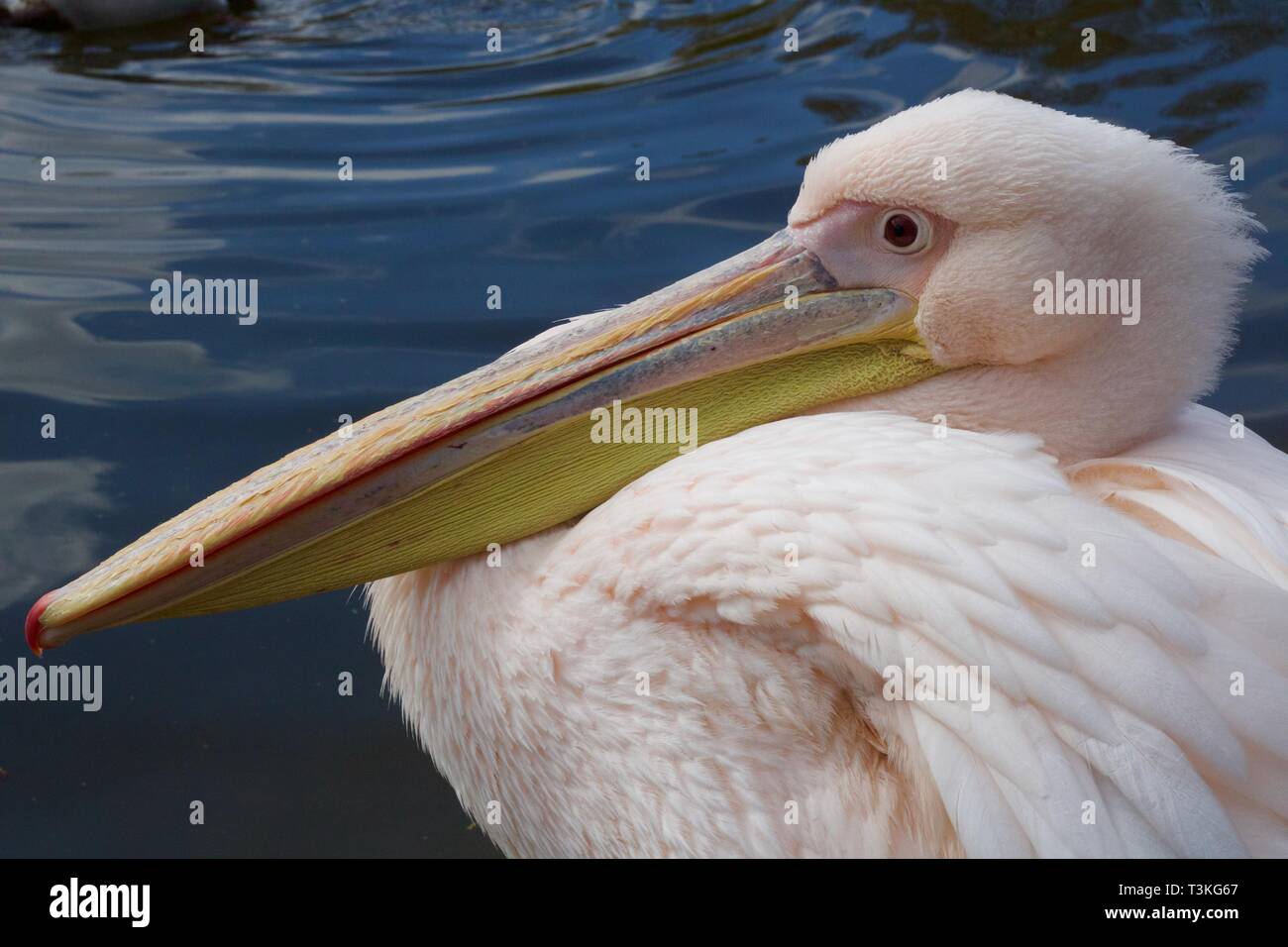 Resting head on chest hi-res stock photography and images - Alamy