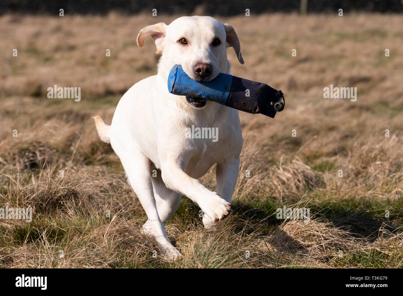 Working labrador hi-res stock photography and images - Alamy