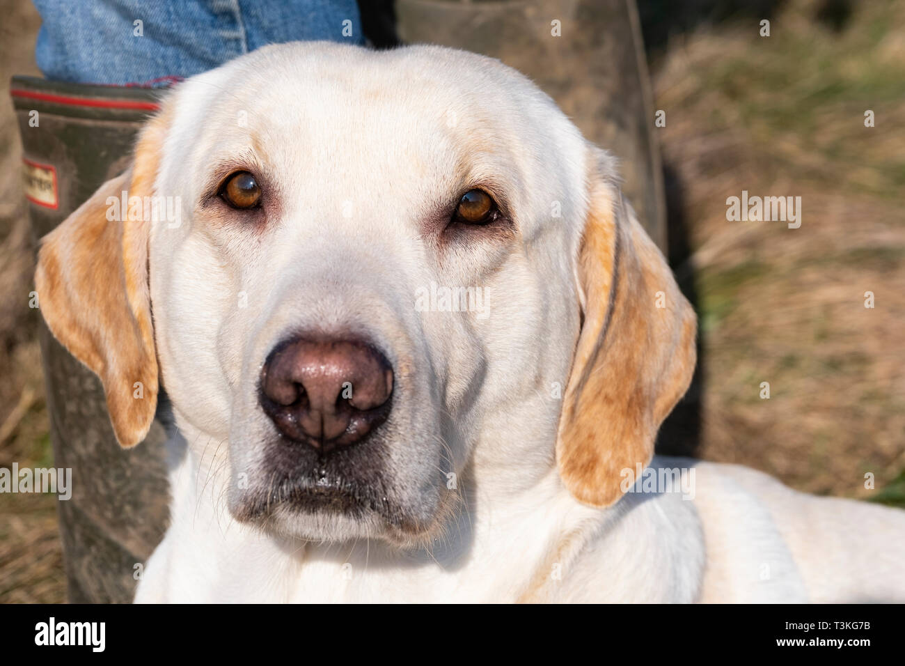 Pictures of gundogs hi-res stock photography and images - Alamy