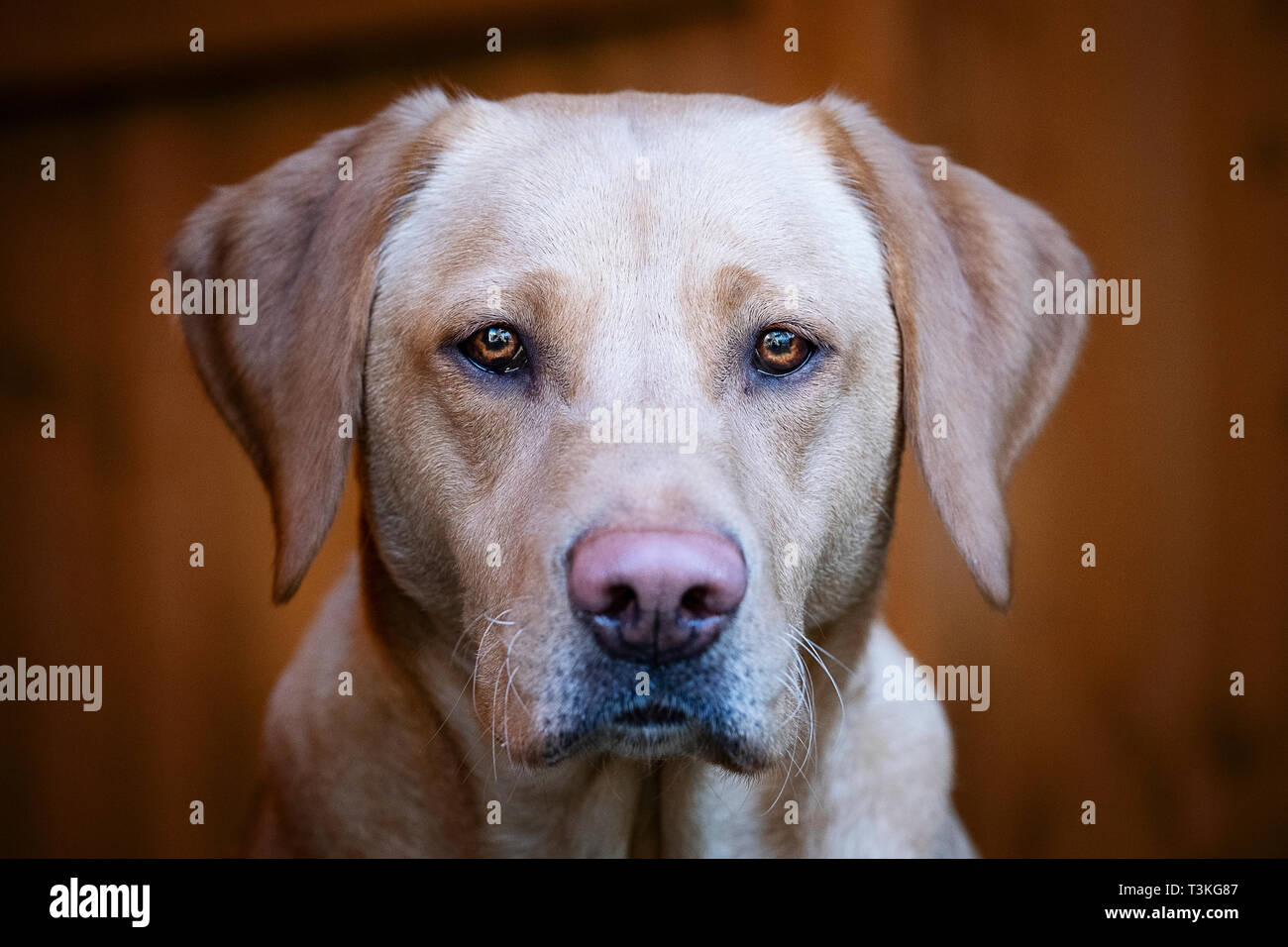 Pictures of gundogs hi-res stock photography and images - Alamy