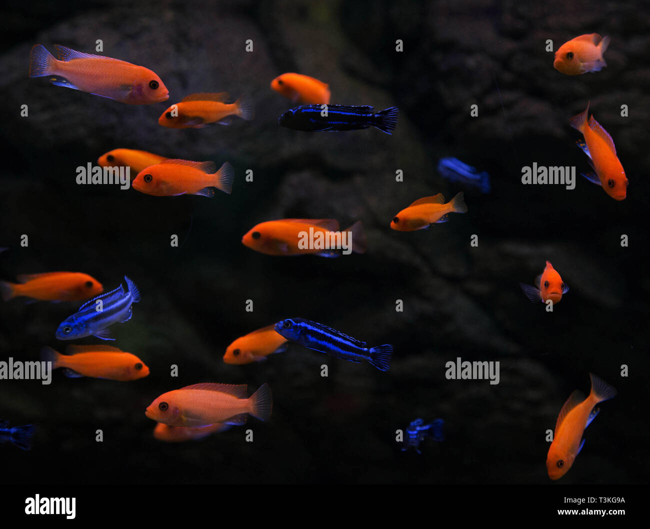 Aquarium fish in an aquarium Stock Photo - Alamy