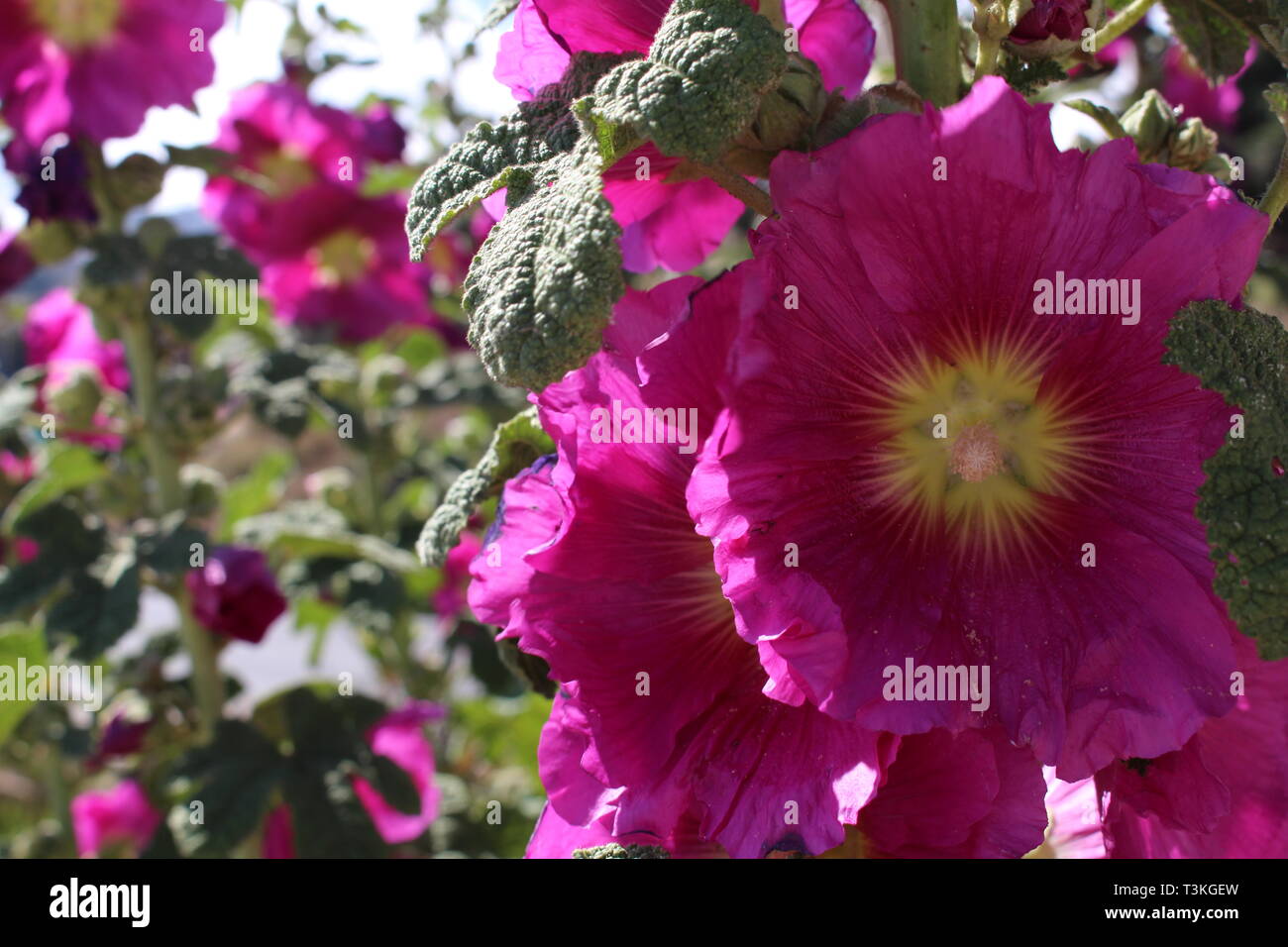 High resolution flower hi-res stock photography and images - Alamy