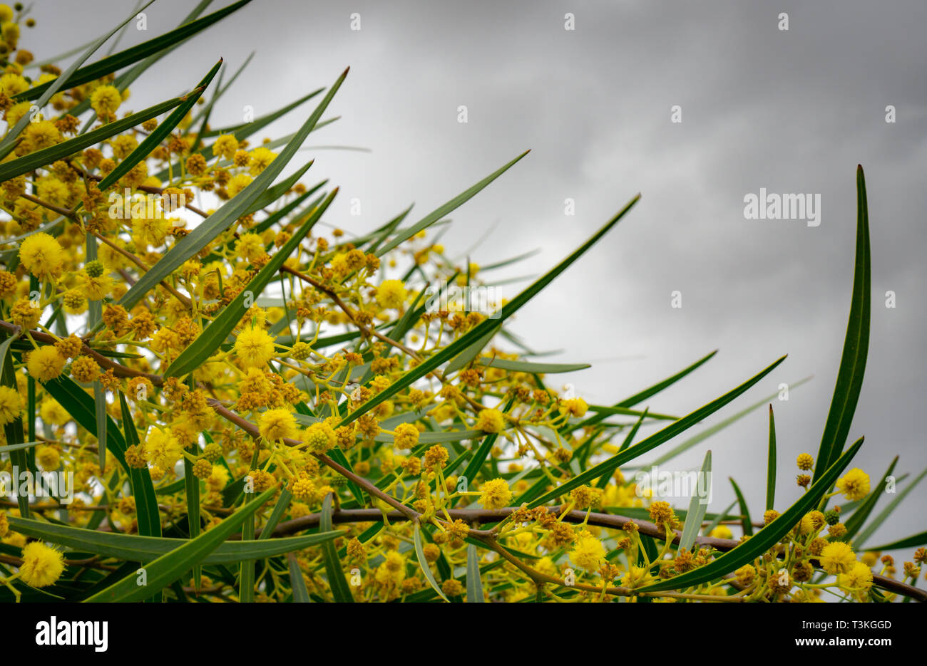 Acacia tree in bloom hi-res stock photography and images - Alamy