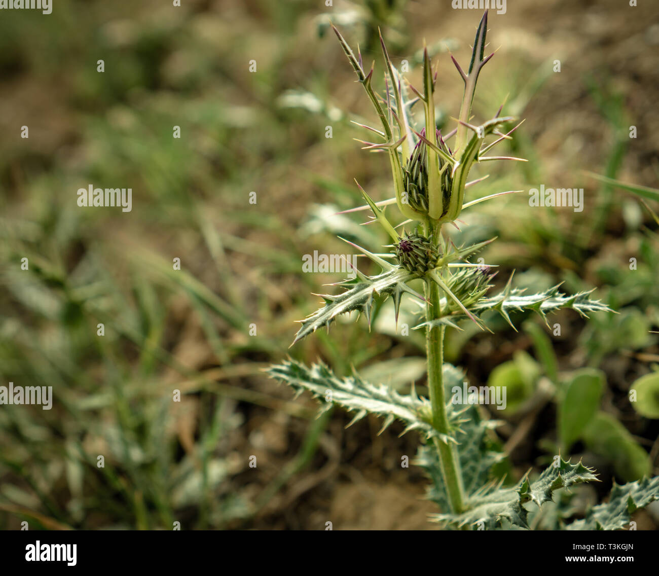 Desert Thistle Stock Photos & Desert Thistle Stock Images - Alamy