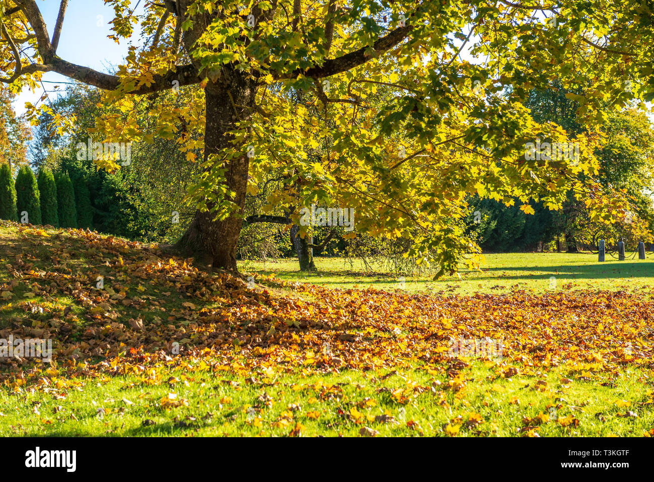 autumn golden colored park with trees and sun rays in fall in sunny ...