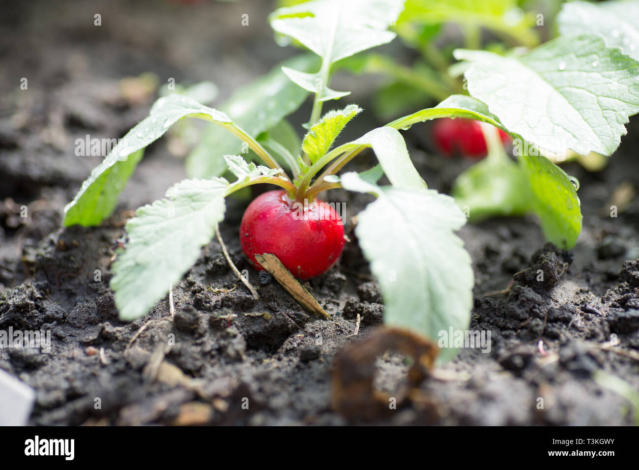 Radish seedlings outdoors hi-res stock photography and images - Alamy